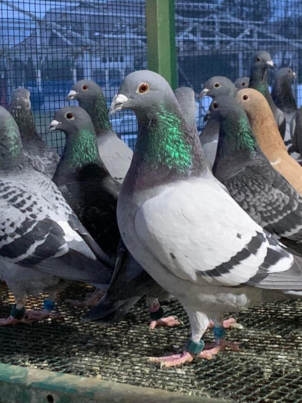 Pombo Correio: A história dos pombos correio é tão antiga quanto a ...