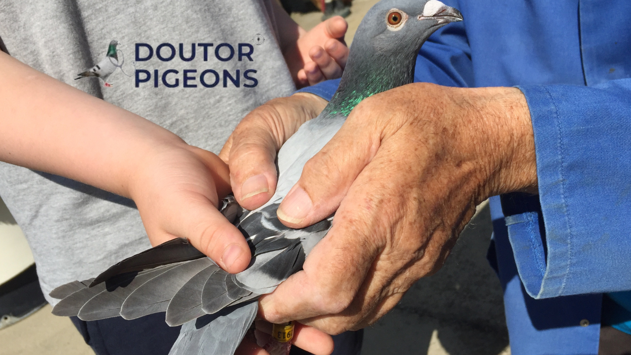 Consultas Veterinárias Gratuitas e de Qualidade: Dr. Pigeons da FCB-BR ...